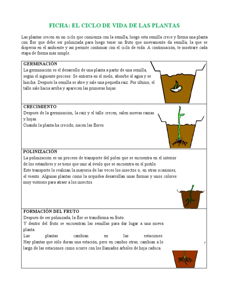 Ciclo de Vida de las Plantas para Niños | PDF | Ciencia y matemáticas