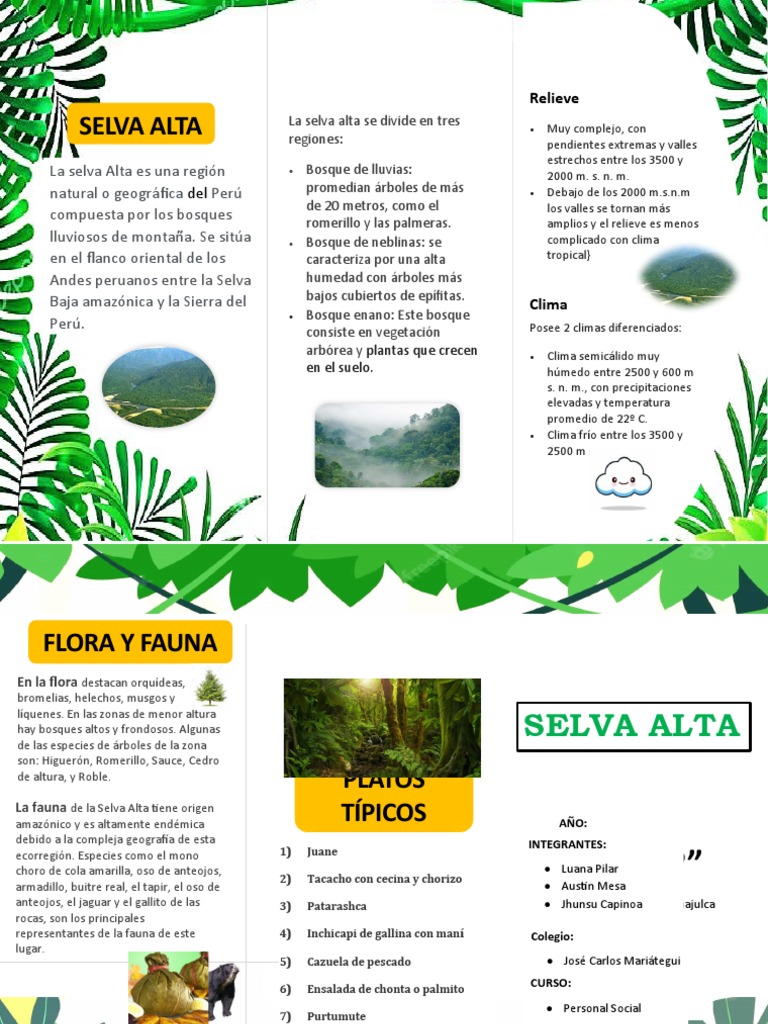 Triptico de La Selva | PDF | Selva | Perú