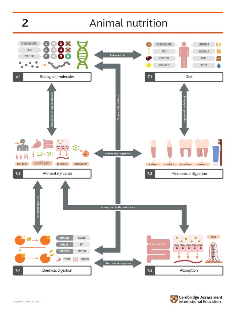 IGCSE Biology 0610 | PDF | Digestion | Nutrition