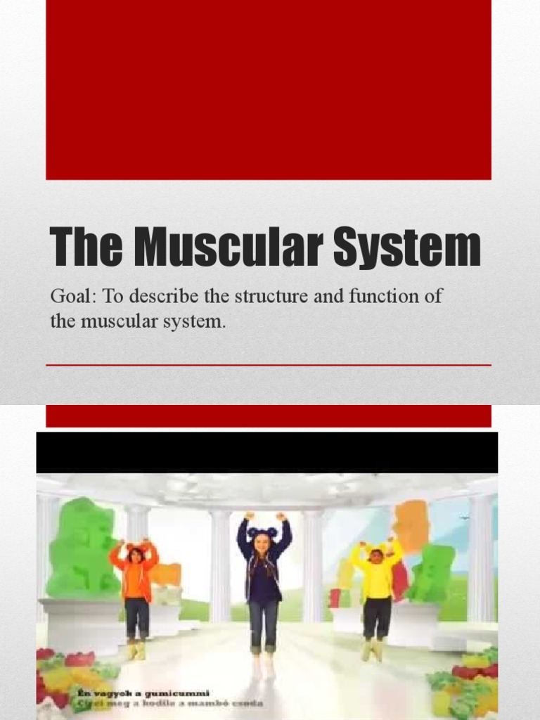 Week 6 - Muscular System | PDF | Skeletal Muscle | Human Body