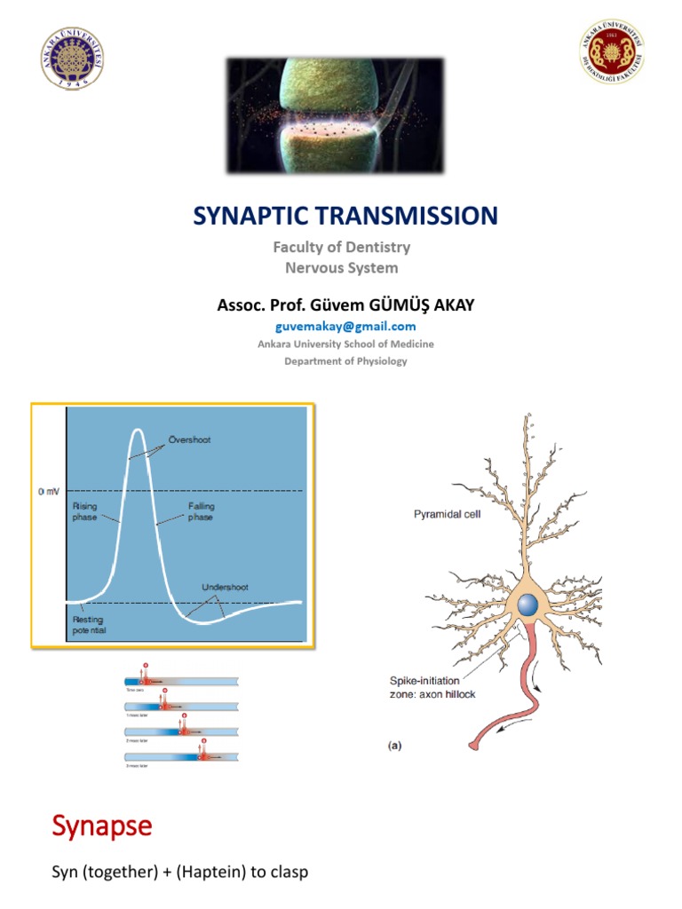 Synaptic Transmission | PDF | Chemical Synapse | Inhibitory Postsynaptic Potential