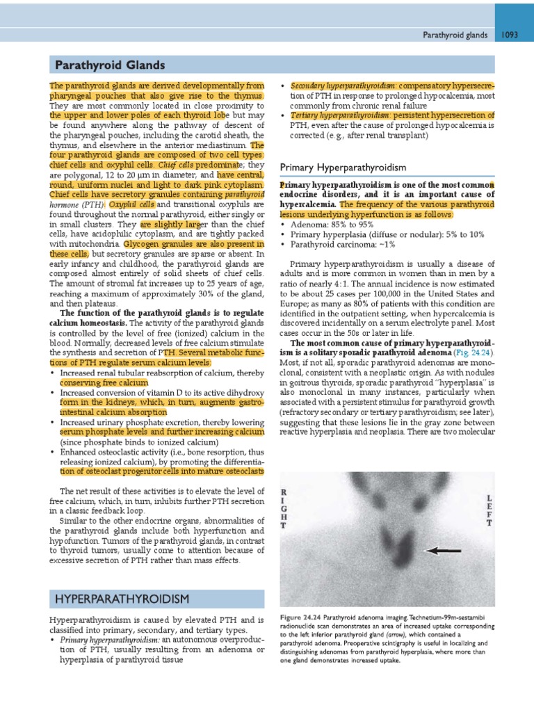 Parathyroid, Hyperparathyroidism | PDF | Parathyroid Gland | Adenoma