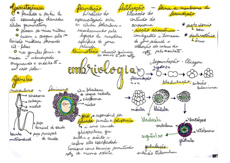 Mapa Mental - Embriologia | PDF