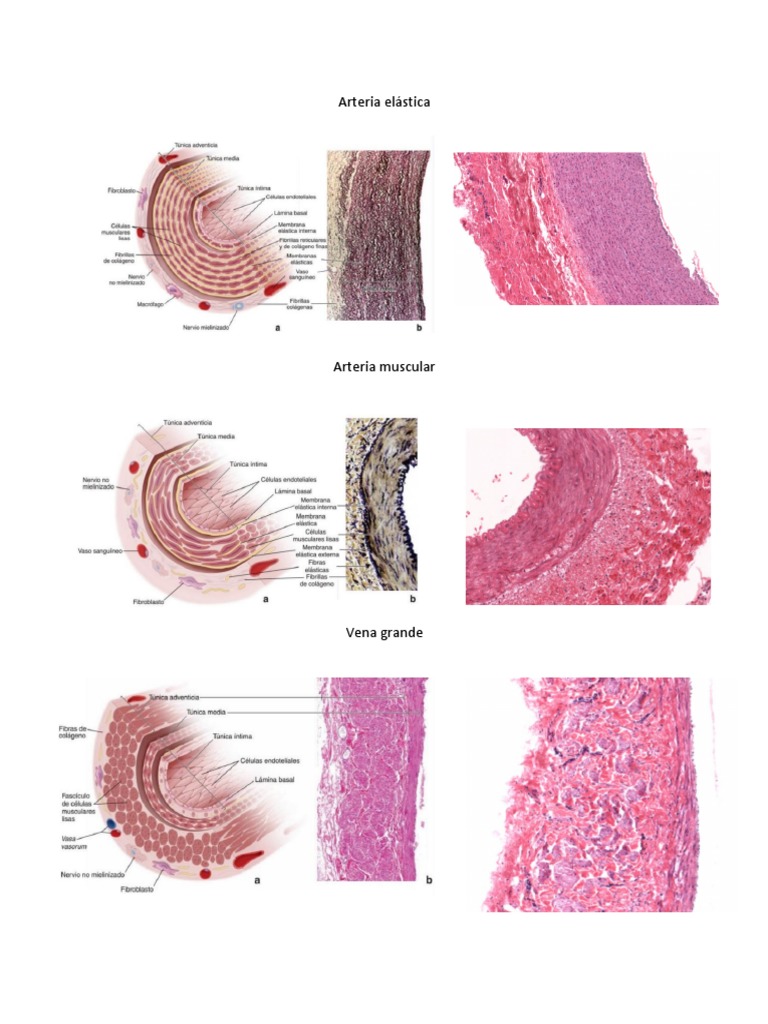 Arteria Elástica | PDF