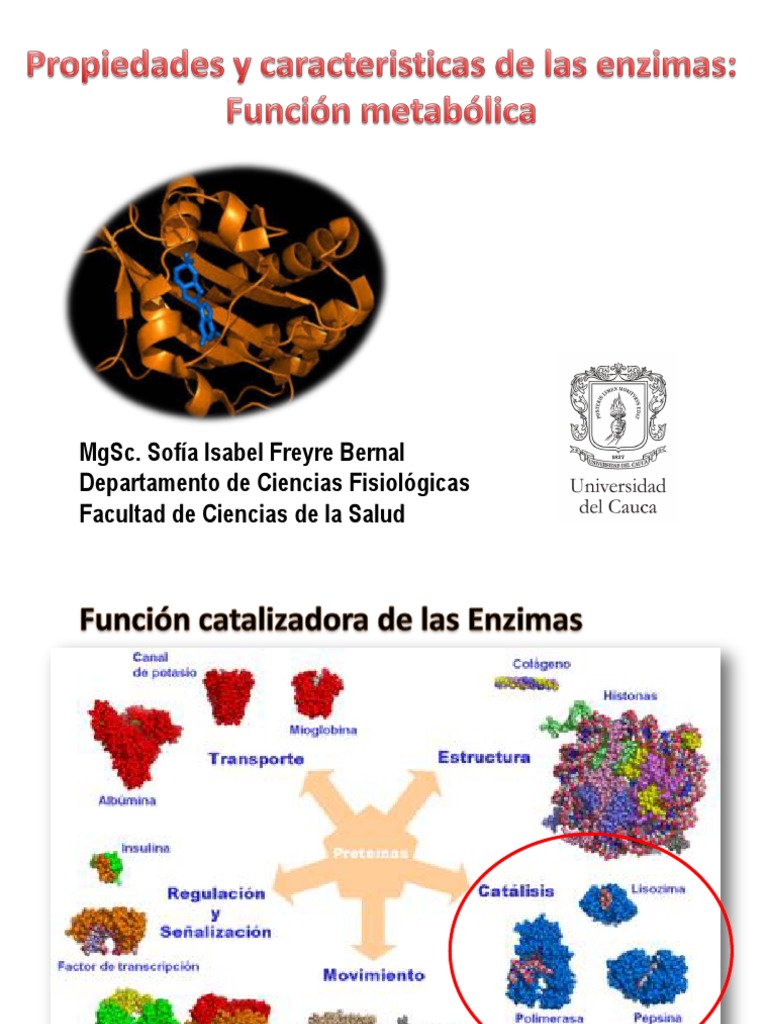 Enzimas Quimica | PDF | Enzima | Inhibidor de la enzima