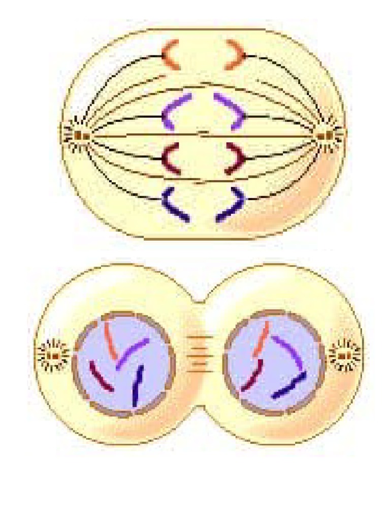 Fases de La Celula | PDF