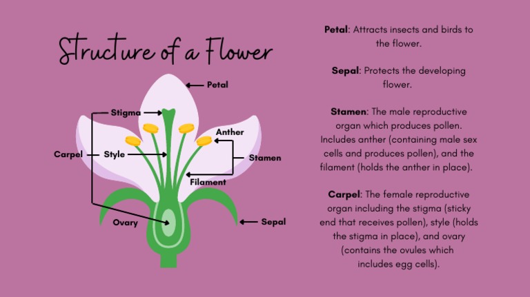 structure of a flower | PDF