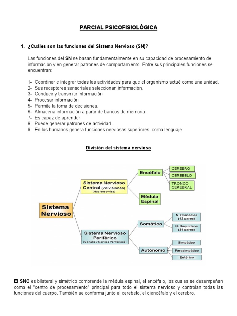 Funciones y Estructuras del Sistema Nervioso | PDF | Sinapsis | Neurona