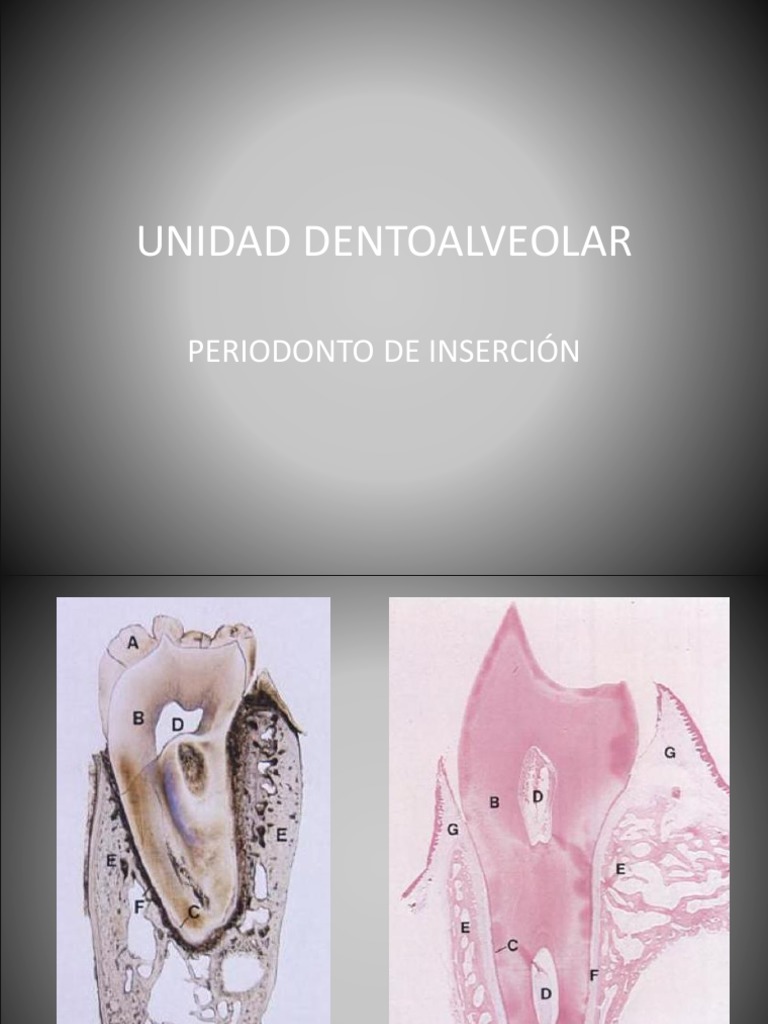 Unidad Dentoalveolar | PDF | Ramas de Odontología | Anatomía