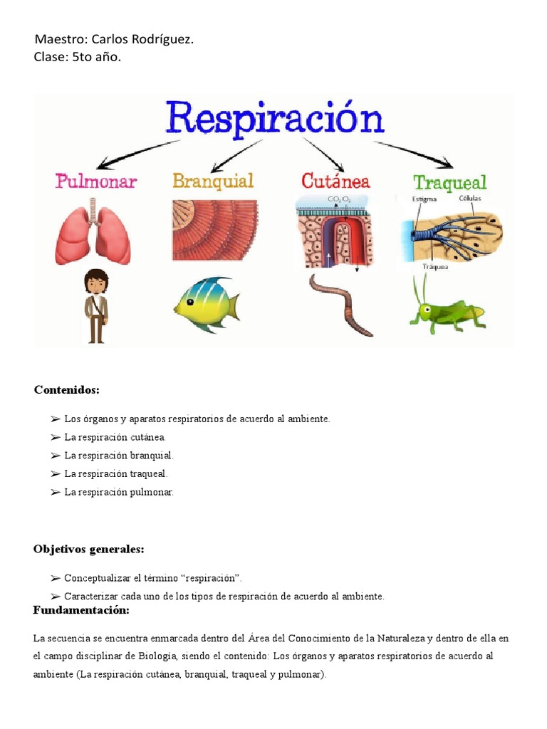 Respiración (Biología) . | PDF | Respiración | Sistema respiratorio