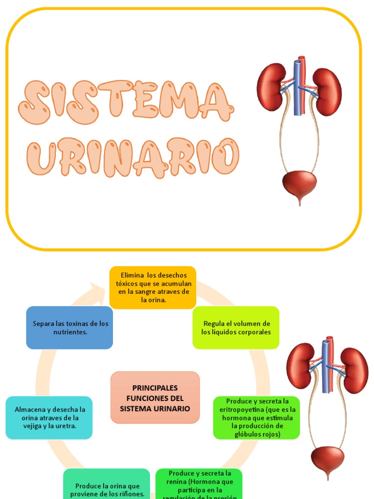 Sistema Urinario | PDF