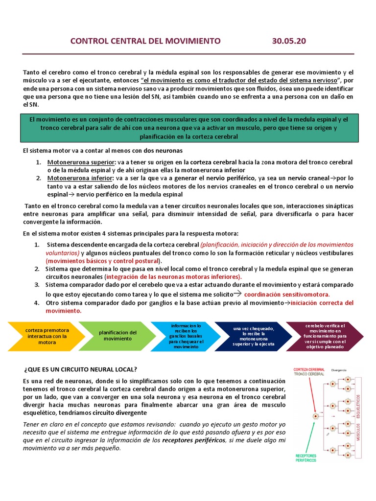 Control Central Del Movimiento 2 | PDF | Cerebro | Nervio