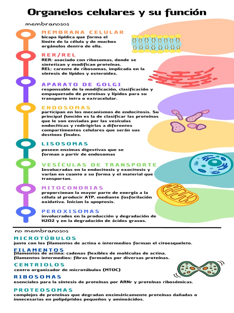 Organelos Celulares y Su Función | PDF