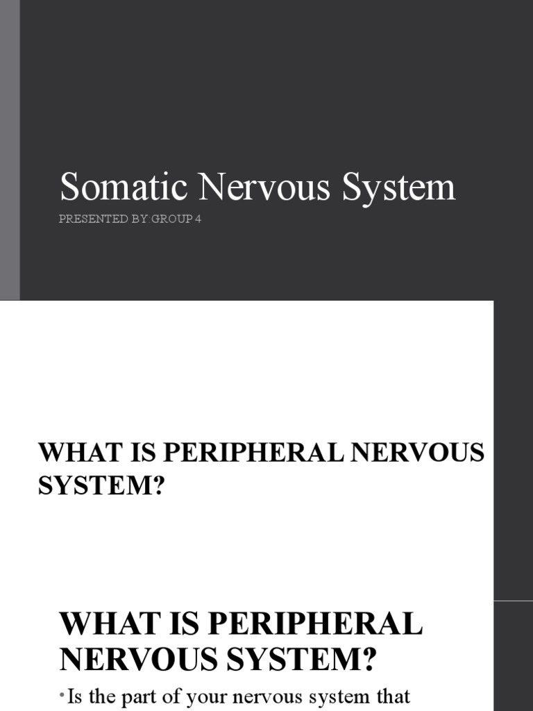 Somatic Nervous System | Download Free PDF | Organ (Anatomy) | Human ...