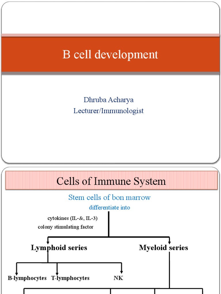 B Cell Development 5th July 2013 | Download Free PDF | B Cell | Antibody