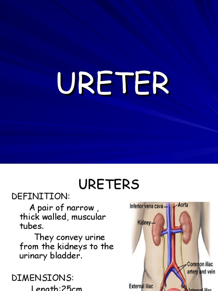 Ureter | PDF | Urinary Bladder | Clinical Medicine