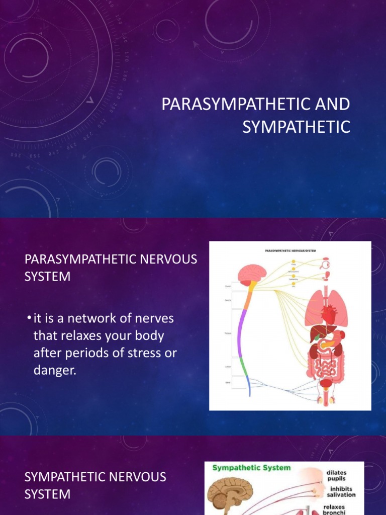 Parasympathetic VS Sympathetic | PDF