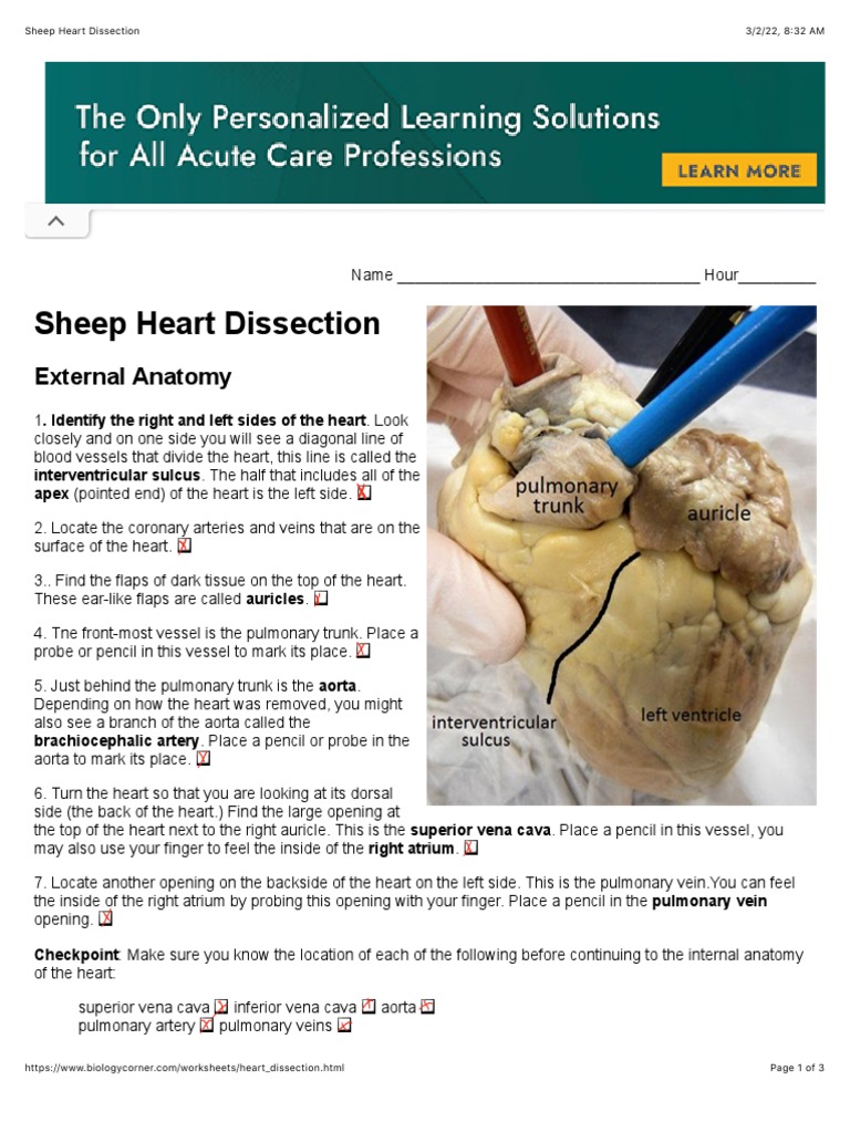 Sheep Heart Dissection Guide | PDF | Heart | Heart Valve