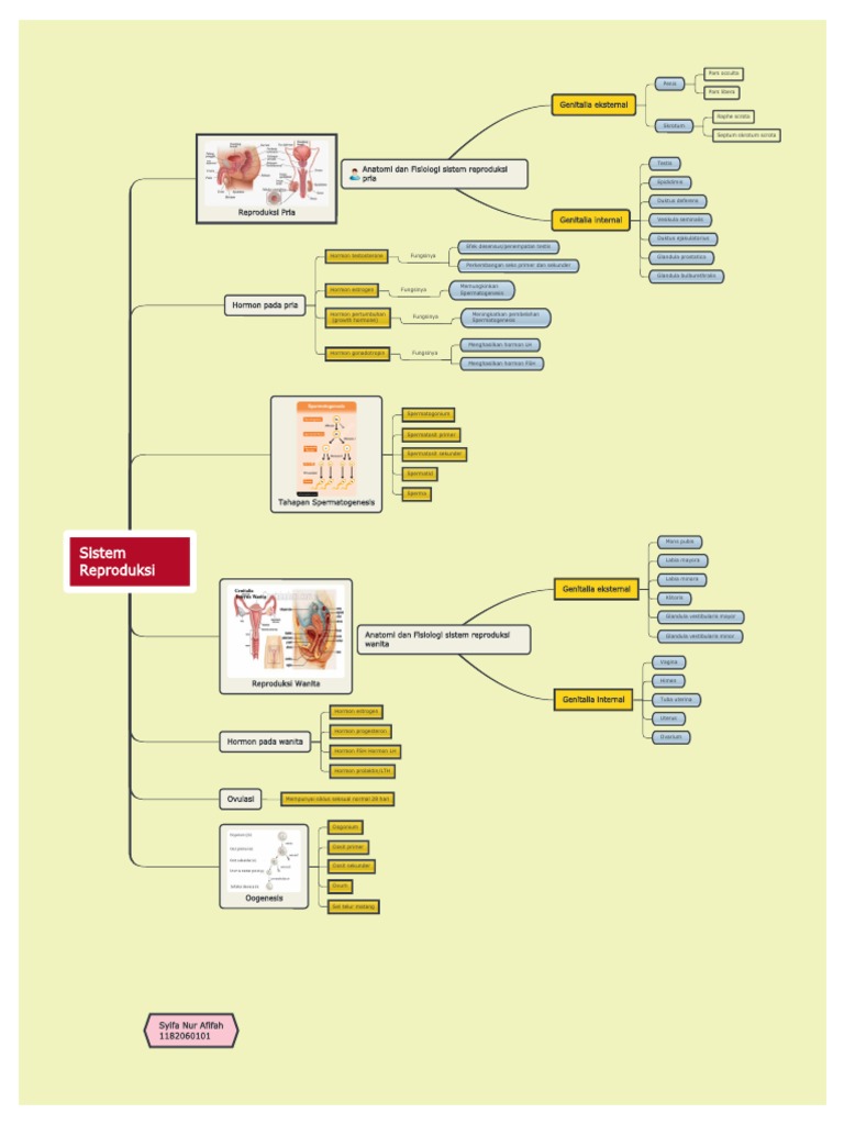 Syifa Nur Afifah - Mind Map Sistem Reproduksi | PDF