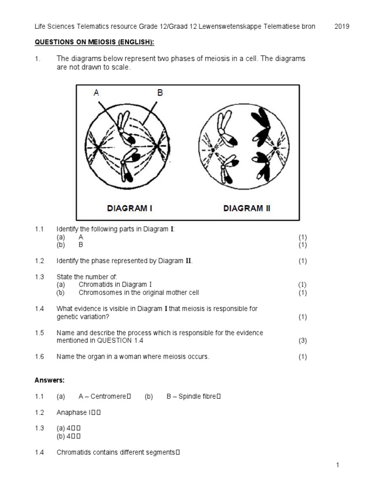 Questions On Meiosis | PDF | Meiosis | Cell Biology