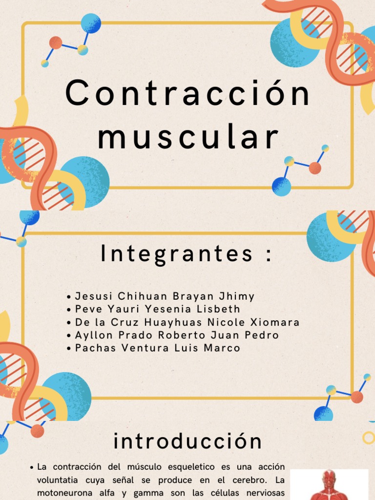 Tipos y mecánica de contracción muscular | PDF | Músculo | Contracción ...