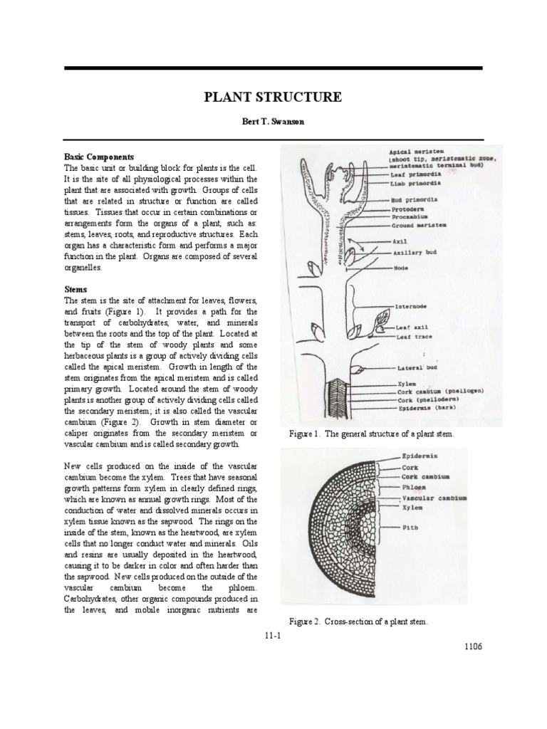 11.plant Structure | PDF | Plant Stem | Leaf