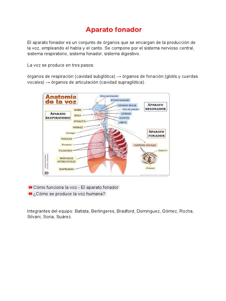 10 - 4 Aparato Fonador | PDF
