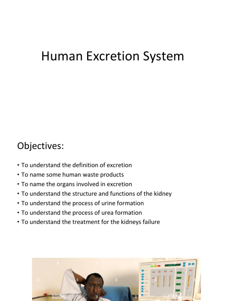 Human Excretion System IGCSE 9th Grade | PDF | Kidney | Urea