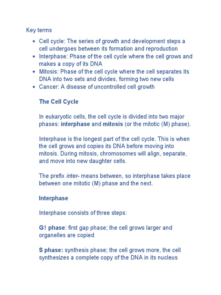 Interphase | PDF | Mitosis | Cell Cycle