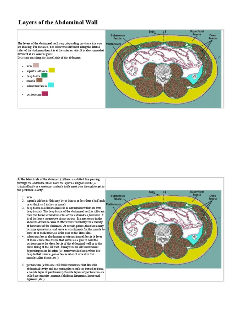 Layers of the Abdominal Wall Explained | PDF | Abdomen | Peritoneum