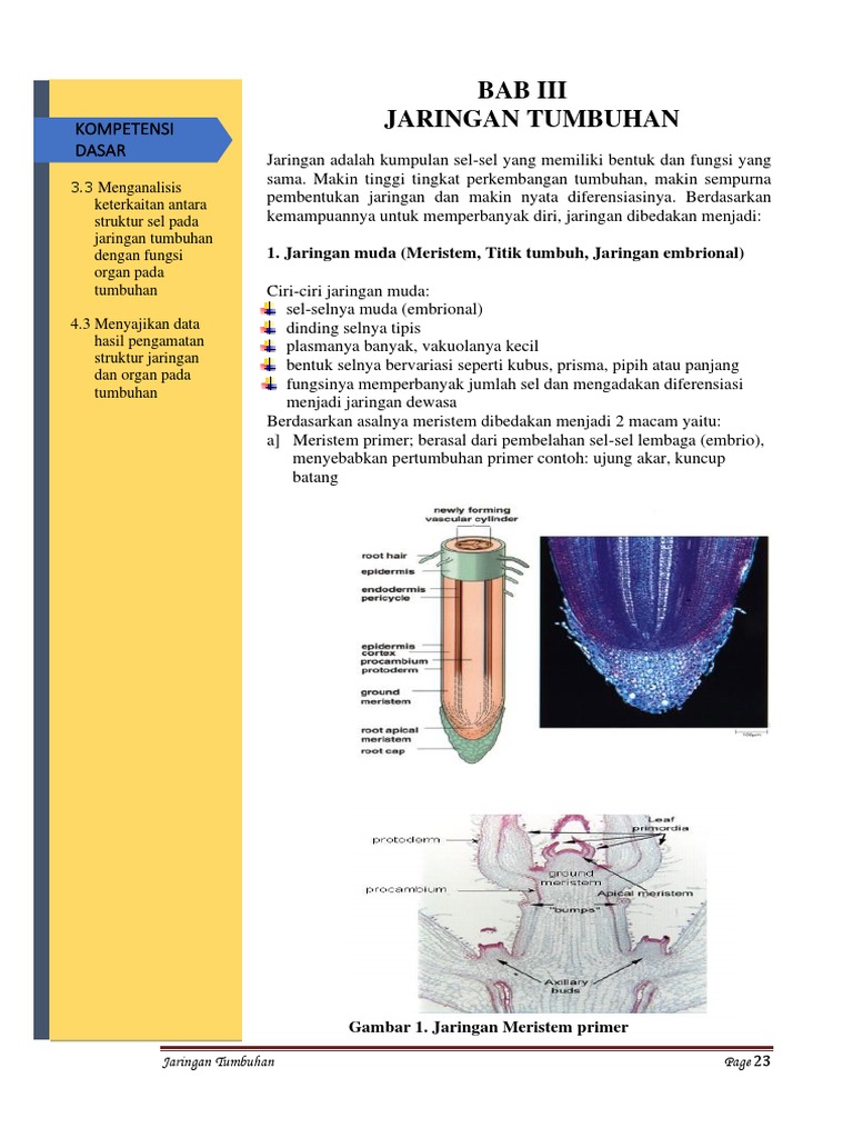 Jaringan Tumbuhan: Meristem dan Dewasa | PDF | Sains & Matematika