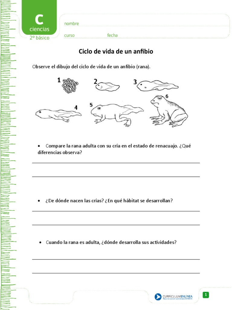 Ciclo de Vida Sapo | PDF