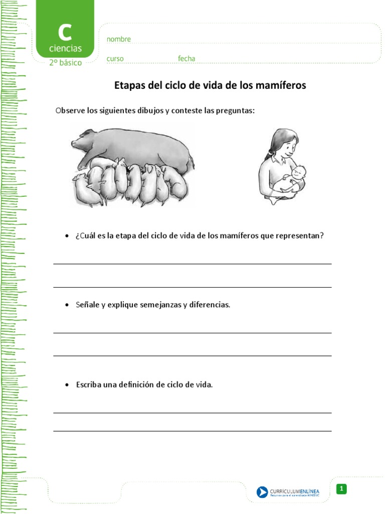 Ciclo Vida Mamiferos | PDF