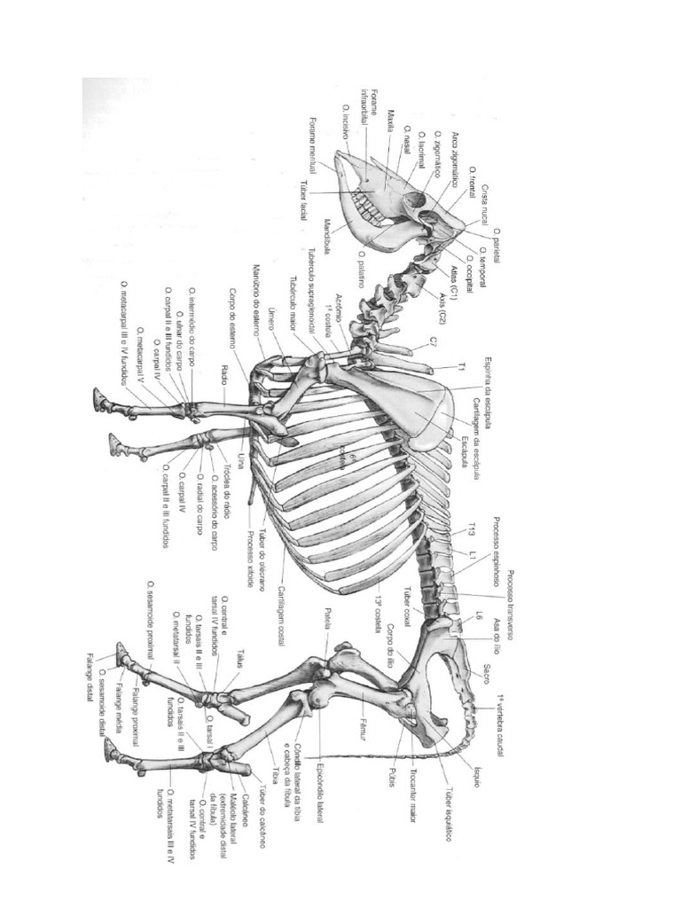 Anatomia para Imprimir Osteologia | PDF