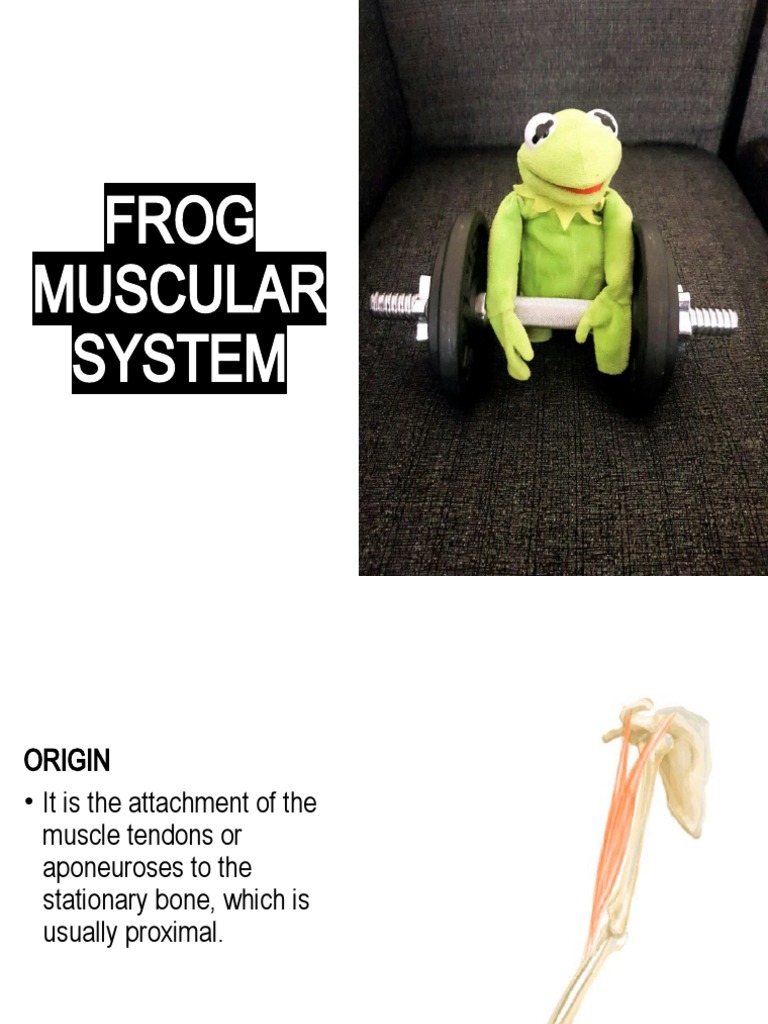 Frog Muscular System | PDF