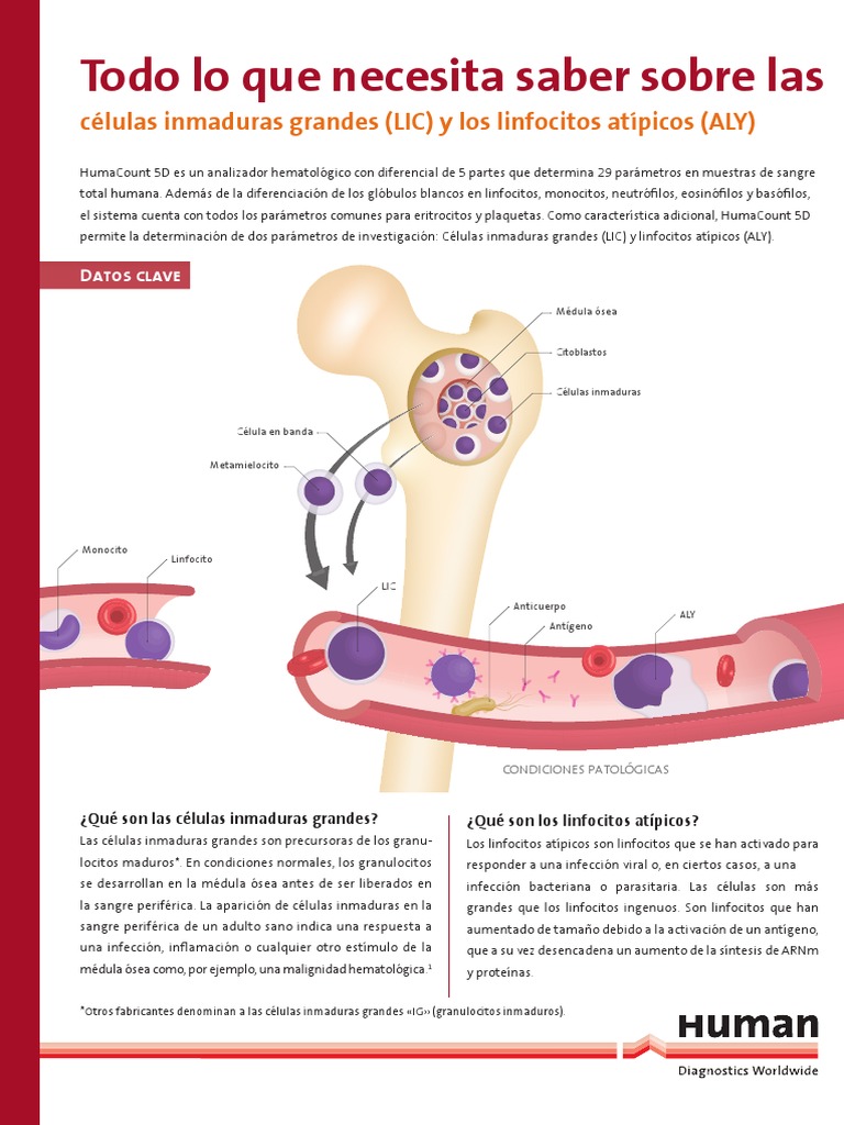 fact_sheet_all_you_need_to_know_about_lic_and_atypical_lymphocytes_es ...