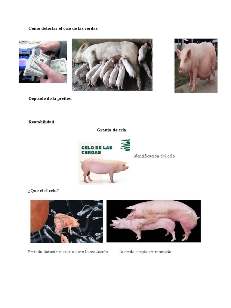 Detección del Celo en Cerdas | PDF | Relaciones personales, crianza y desarrollo personal ...