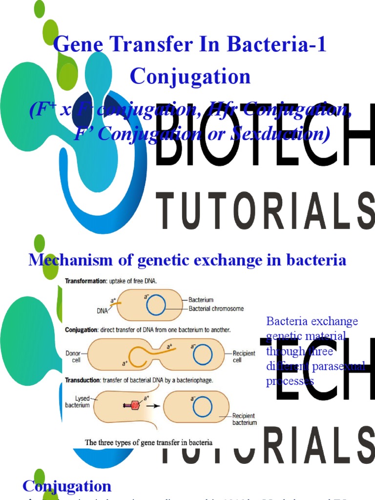 Bacterial Conjugation | PDF | Plasmid | Cell (Biology)