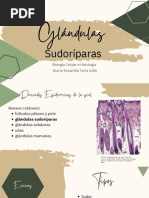 Anatomía de Las Glándulas Sudoríparas Ecrinas | PDF | Biología | Órgano ...