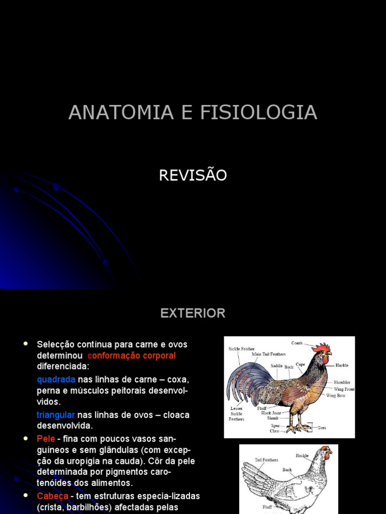 Anatomia e Fisiologia Das Aves | PDF | Calor | Pena (pássaro)