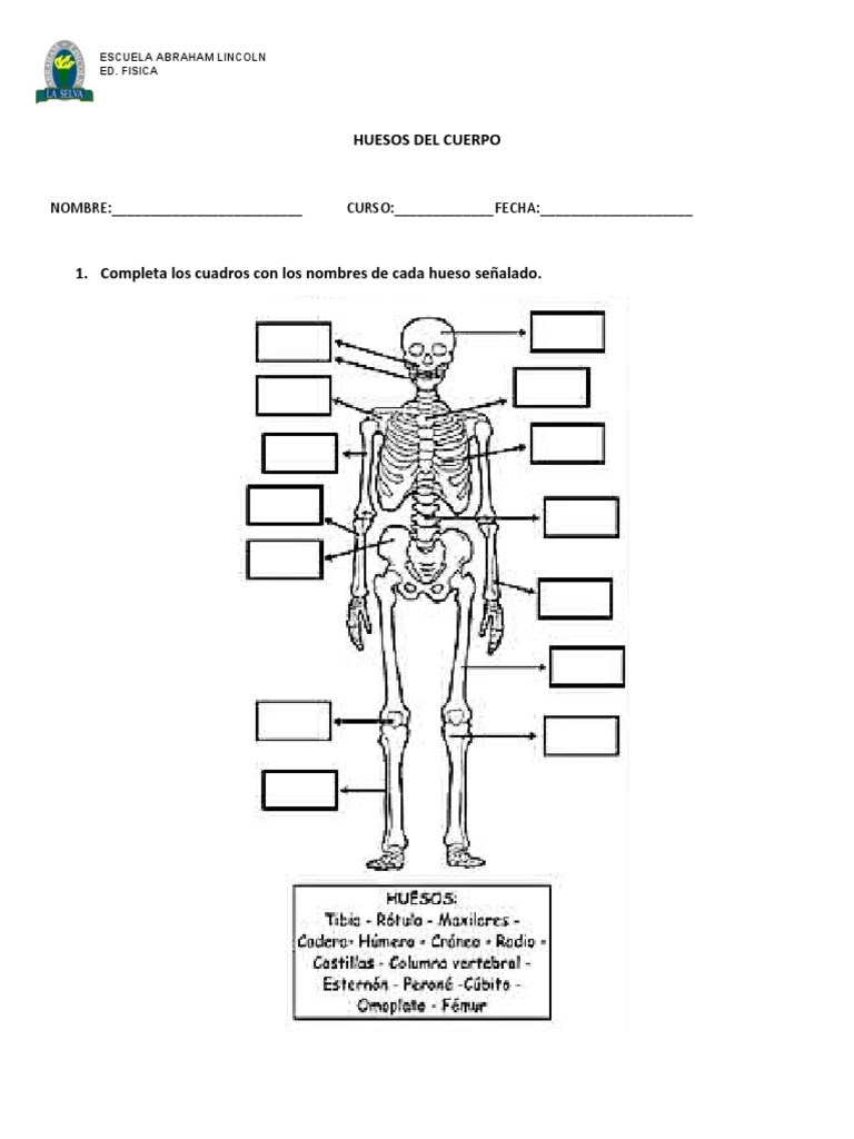 Identificación de Huesos Humanos | PDF