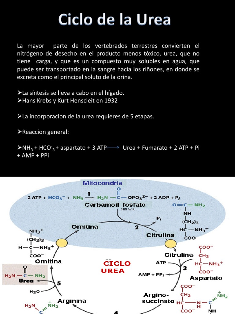Ciclo de La Urea | Procesos celulares | Ciencias de la tierra y de la vida