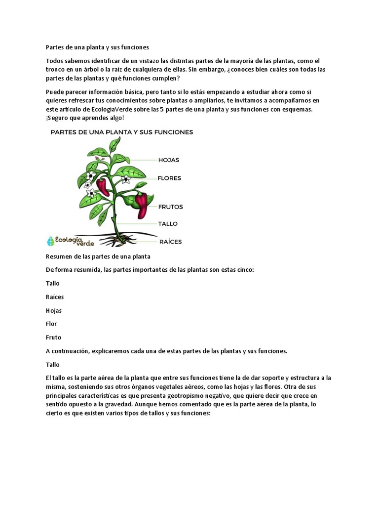 Hoja De Trabajo Sobre Las Partes De Una Planta Y Sus Funciones