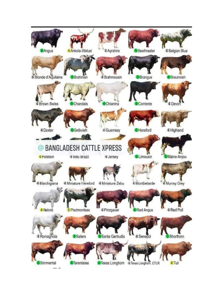 Raza de Ganado | PDF