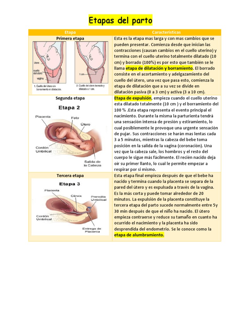 Etapas del Parto: Dilatación y Alumbramiento | PDF | Parto ...