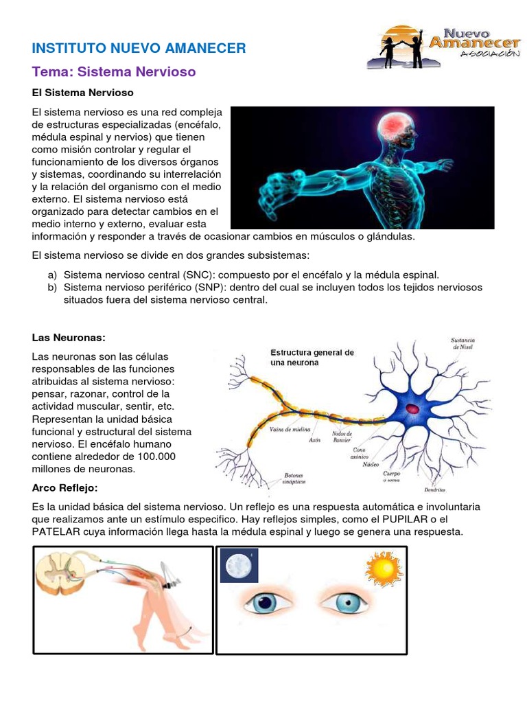 Sistema Nervioso | PDF | Sistema nervioso | Sistema nervioso central