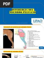 Anatomía Del Hueso Del Húmero Del Perro AnatomyLearner - El Lugar para ...