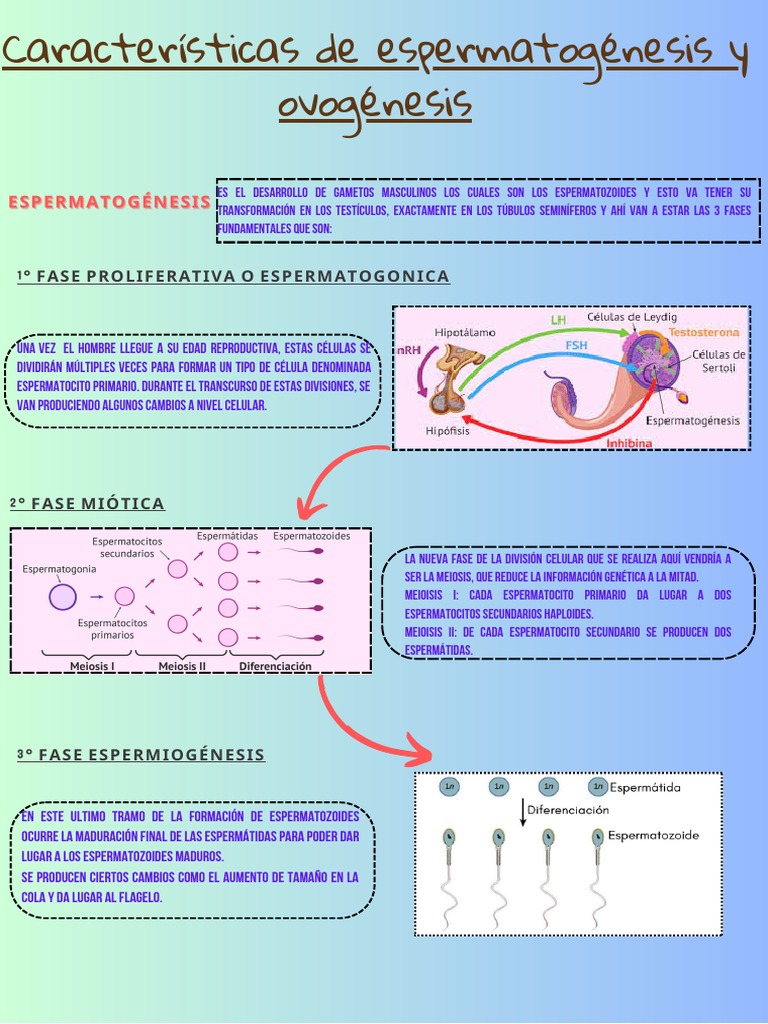 Características de Espermatogénesis y Ovogénesis | PDF | Semen ...