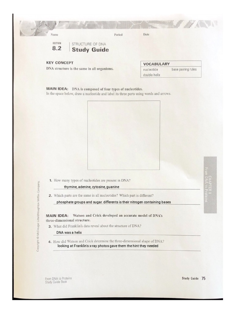 CH 8.2 Study Guide | PDF
