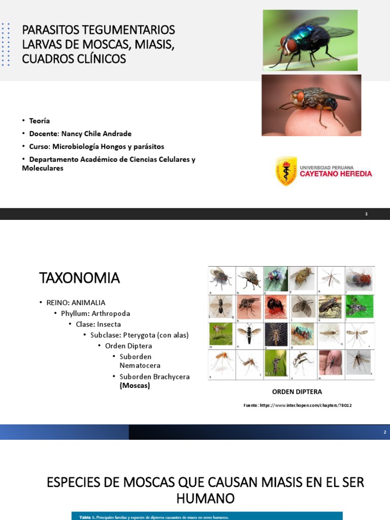 Miasis: Tipos y Tratamientos | PDF | Mosca | Enfermedades y trastornos